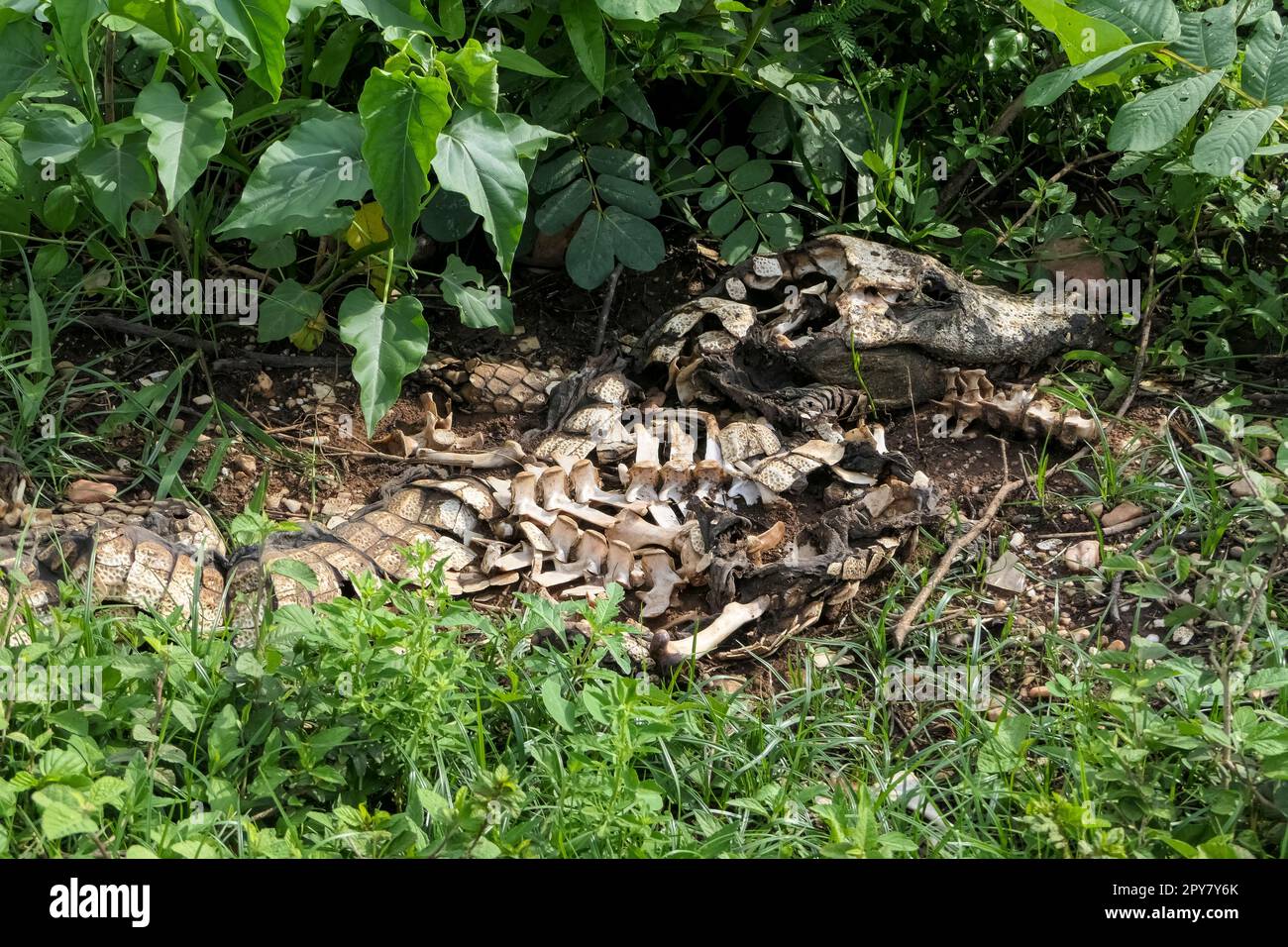 Skeleton of a Caiman yacare in the bushes, Pantanal Wetlands, Mato ...