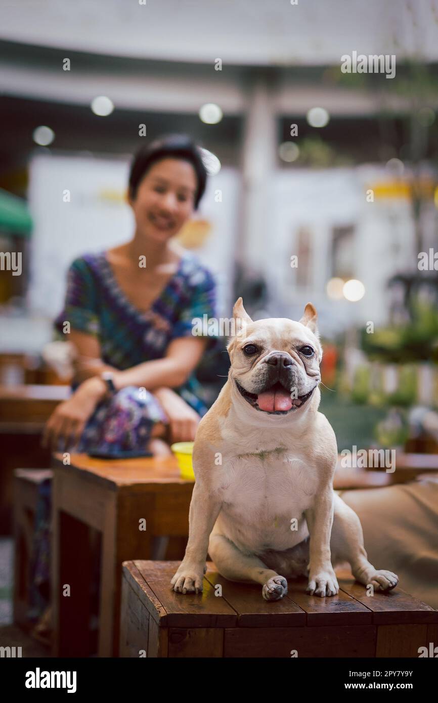Happy french bulldog sit on wooden chair with woman owner in background ...