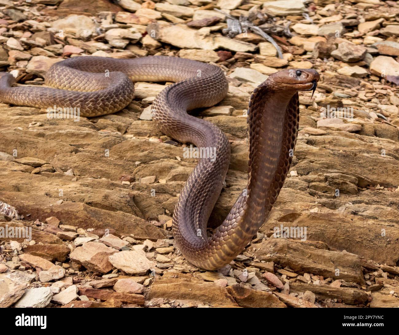 A high-resolution closeup photograph of a Cape Cobra (Naja nivea Stock ...