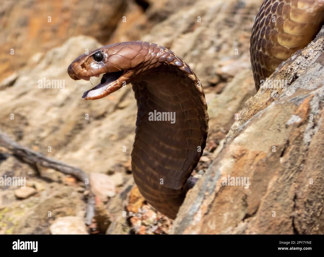 Snake mouth open fangs hi-res stock photography and images - Alamy