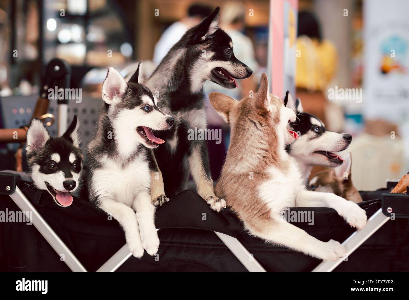 Group of baby Siberian husky in blur background Stock Photo - Alamy