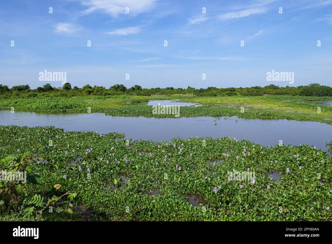 View to a lagoon with water plants in sunshine meandering through the ...