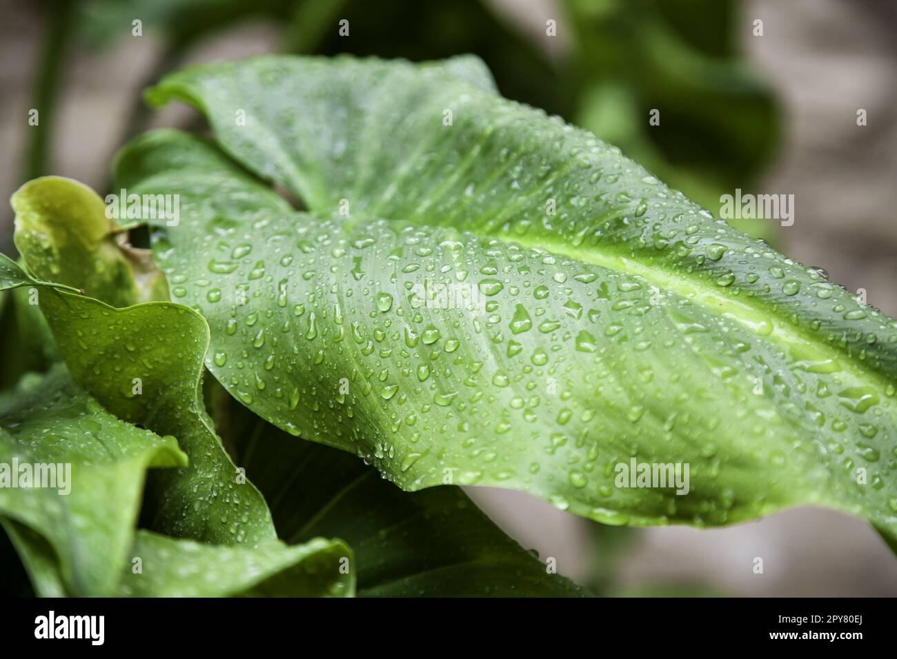 Wet green leaves Stock Photo - Alamy