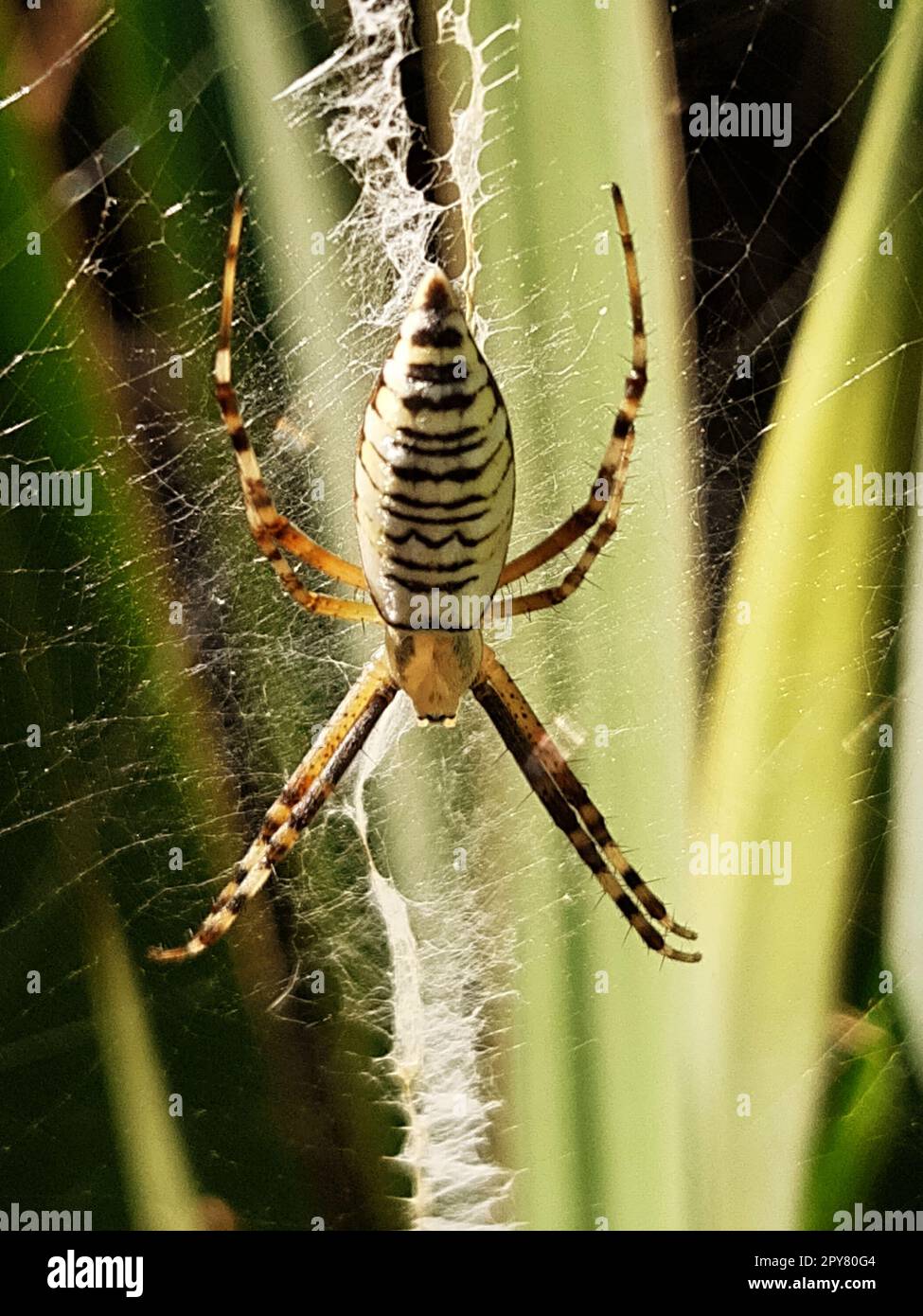 Wasp spider in the web close-up Stock Photo - Alamy