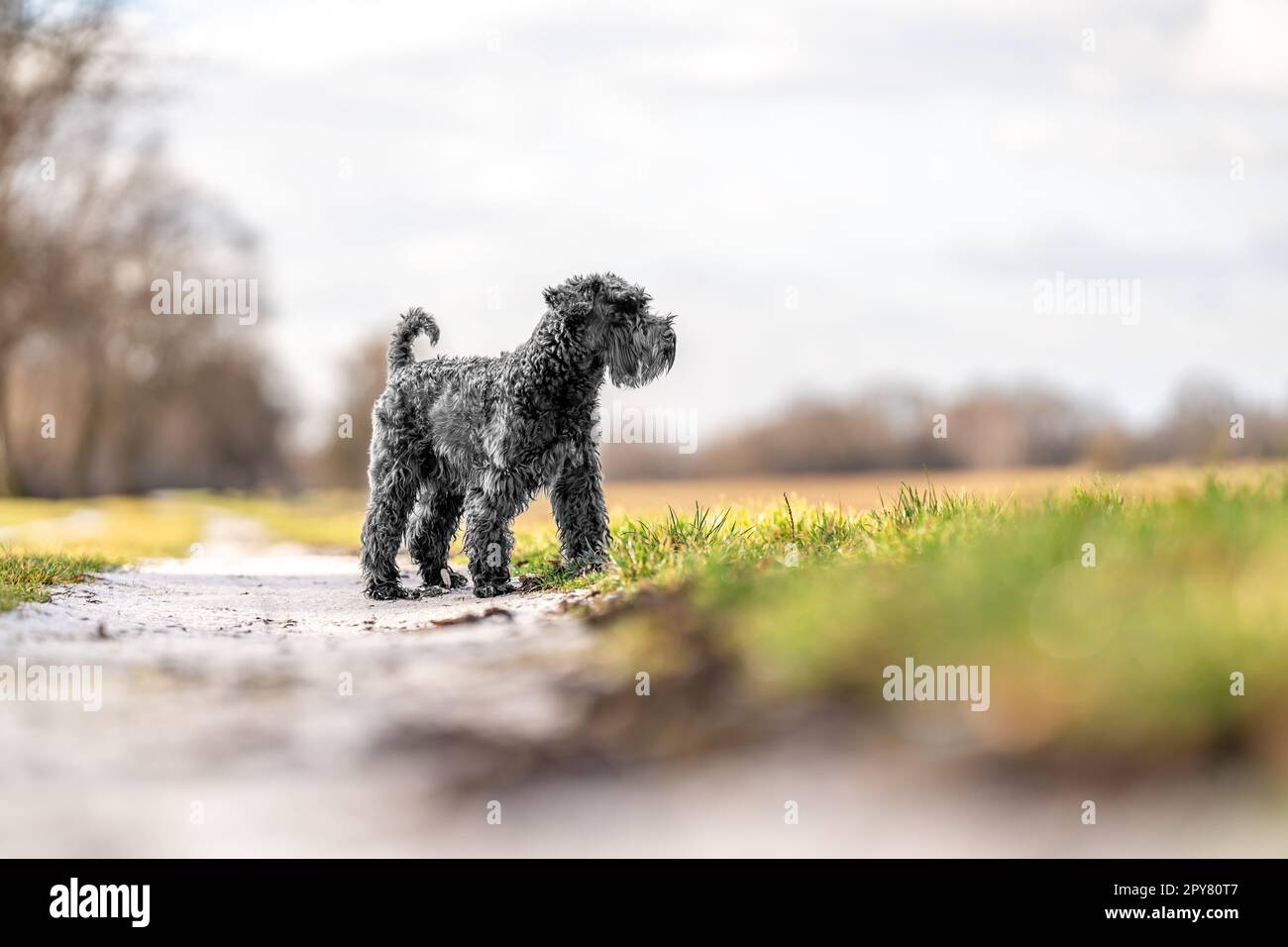 dog on a walk in nature near the river. little black schnauzer Stock ...