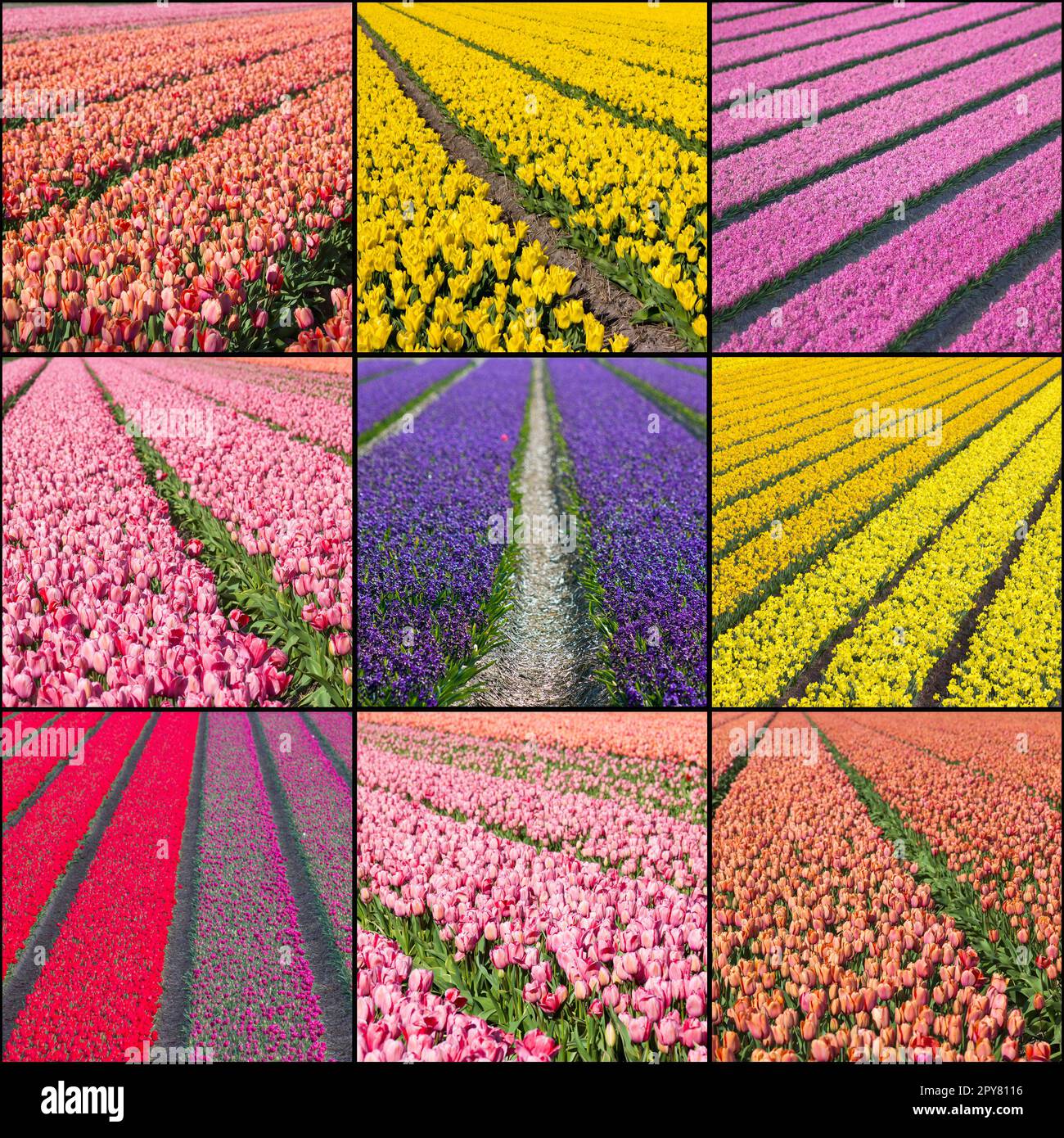 Collage with spring flowers Stock Photo - Alamy