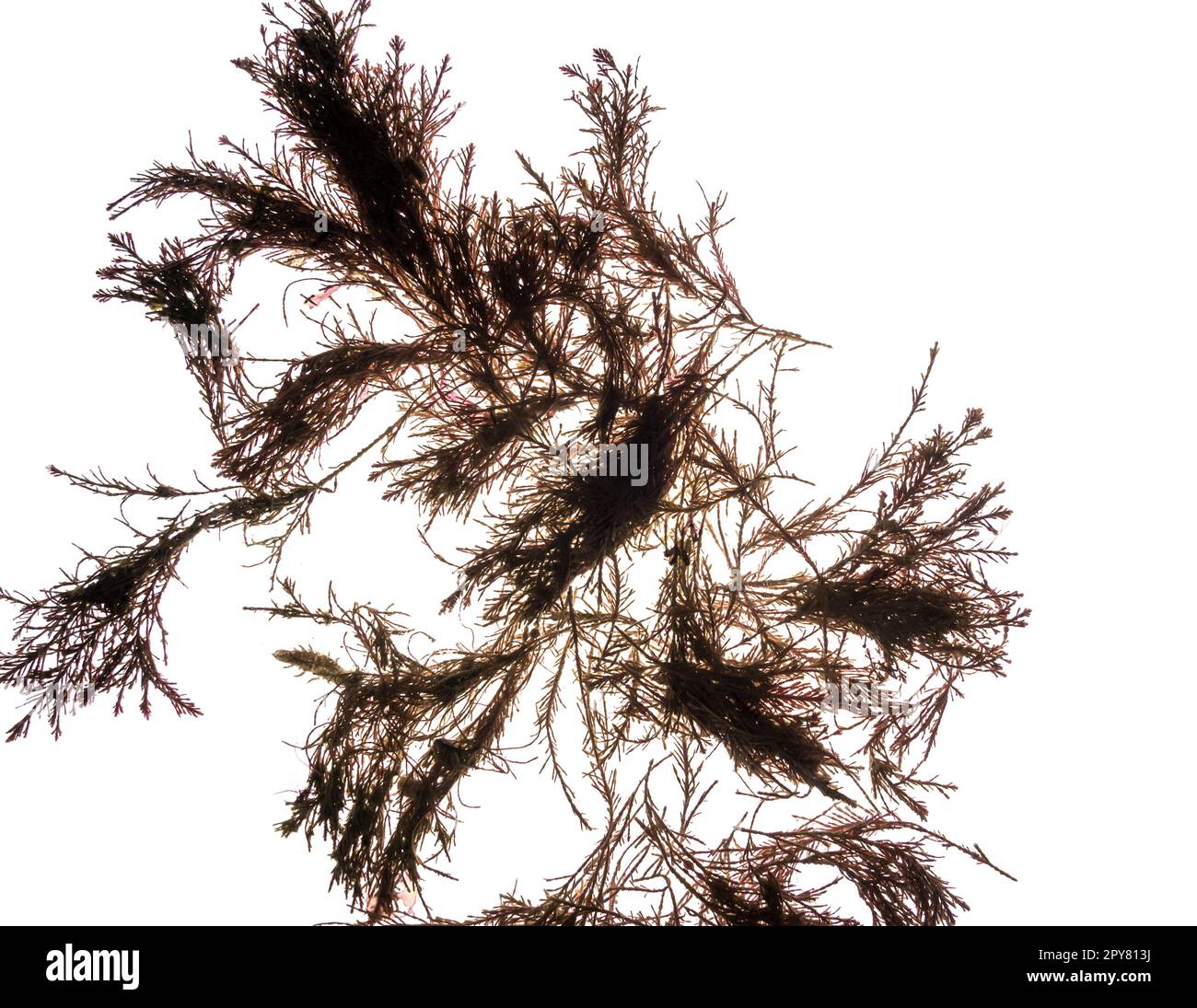 Macro algae hi-res stock photography and images - Alamy