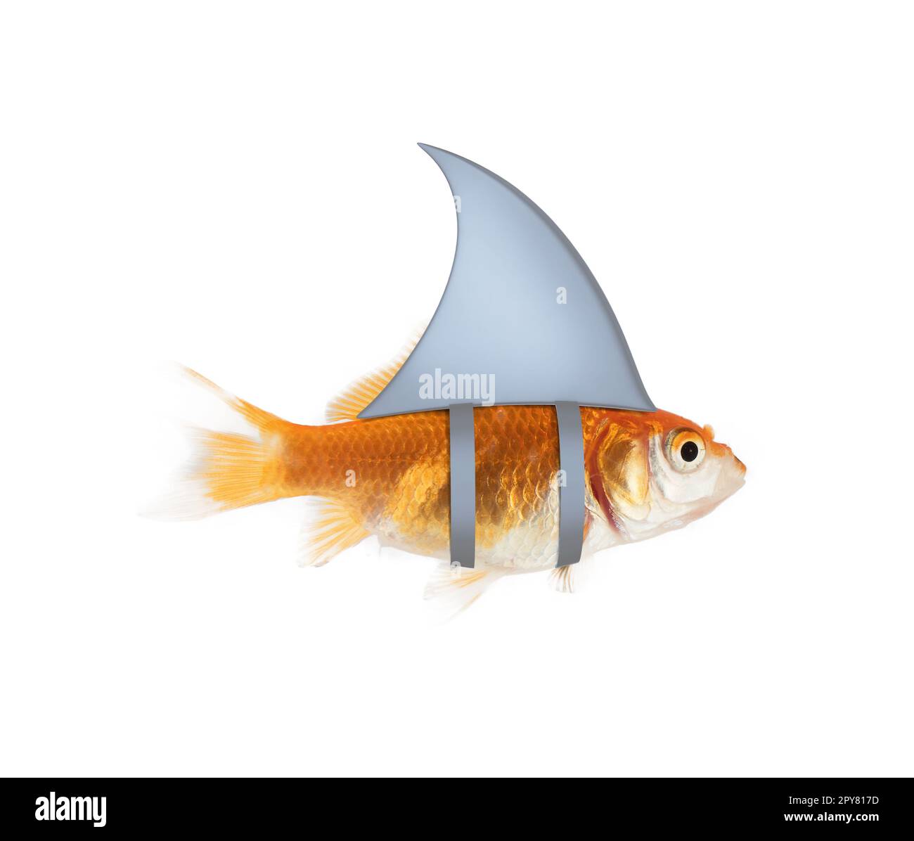 Image of an aquarium goldfish swimming with shark fin Stock Photo - Alamy