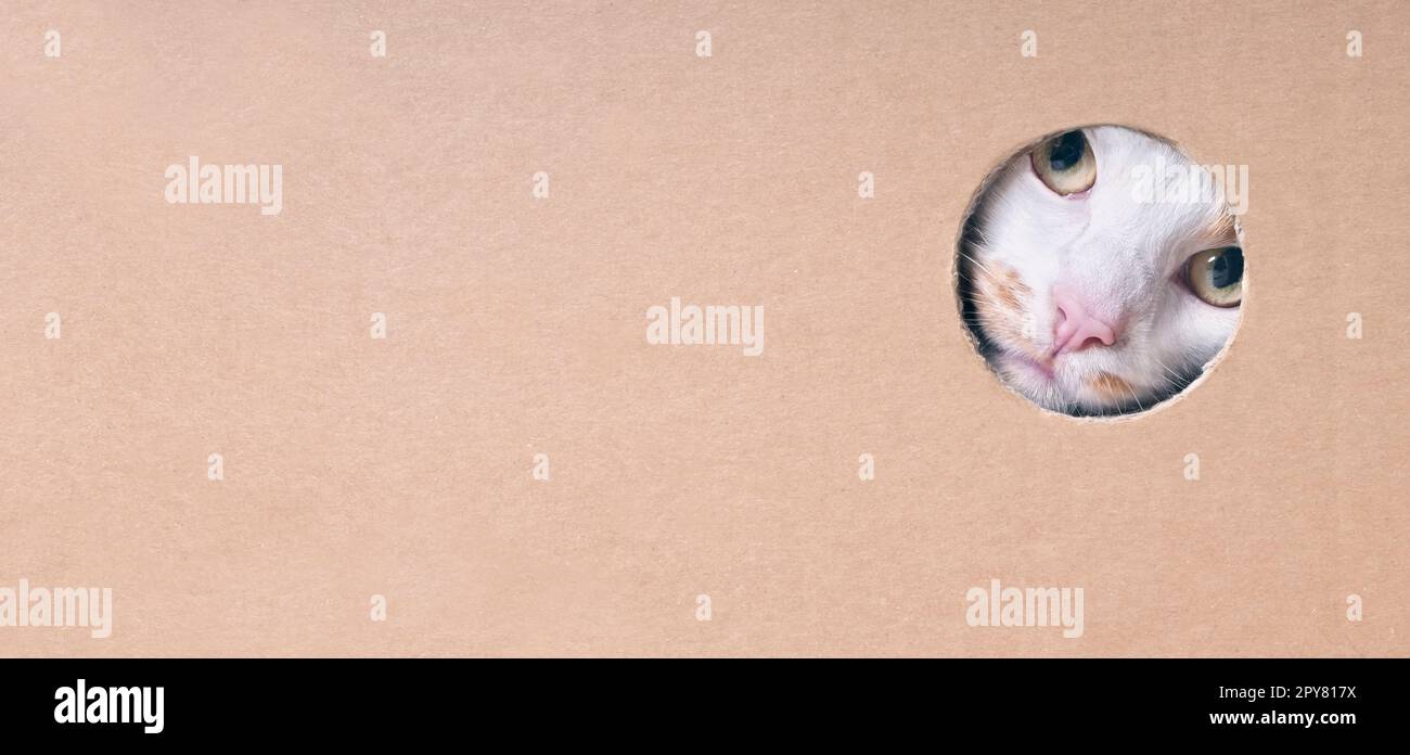 Cute Cat Backgrounds For Twitter