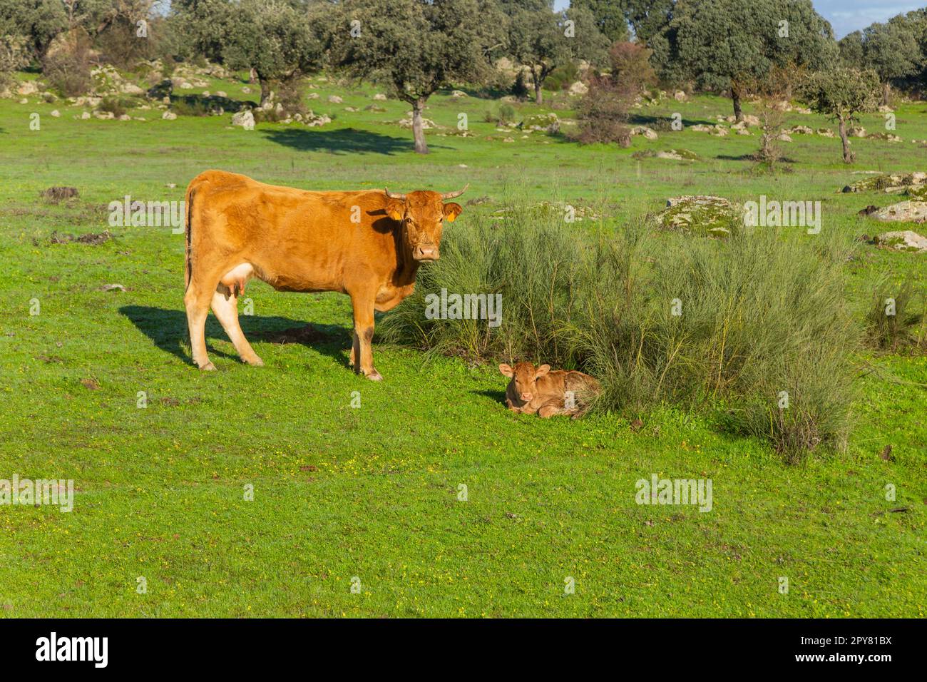 Cattle farming in spain hi-res stock photography and images - Alamy