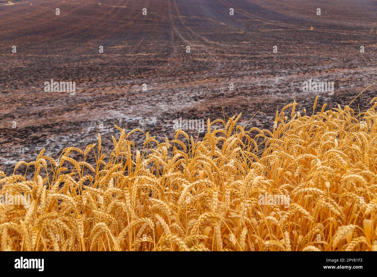 Spain wheat grain hi-res stock photography and images - Alamy