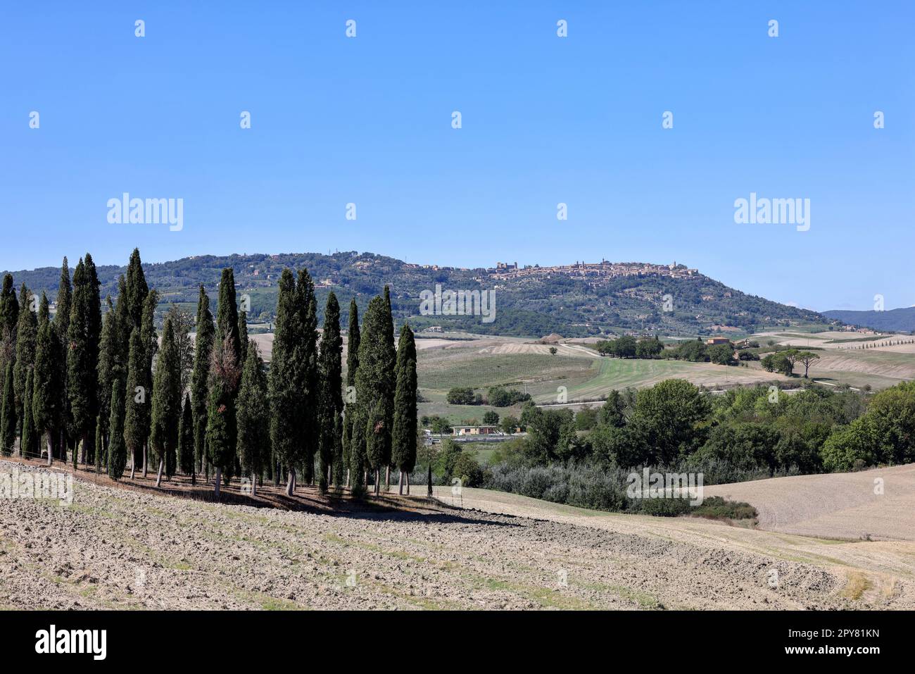 Group of cypress trees in a field, near San Quirico, Tuscany Stock ...