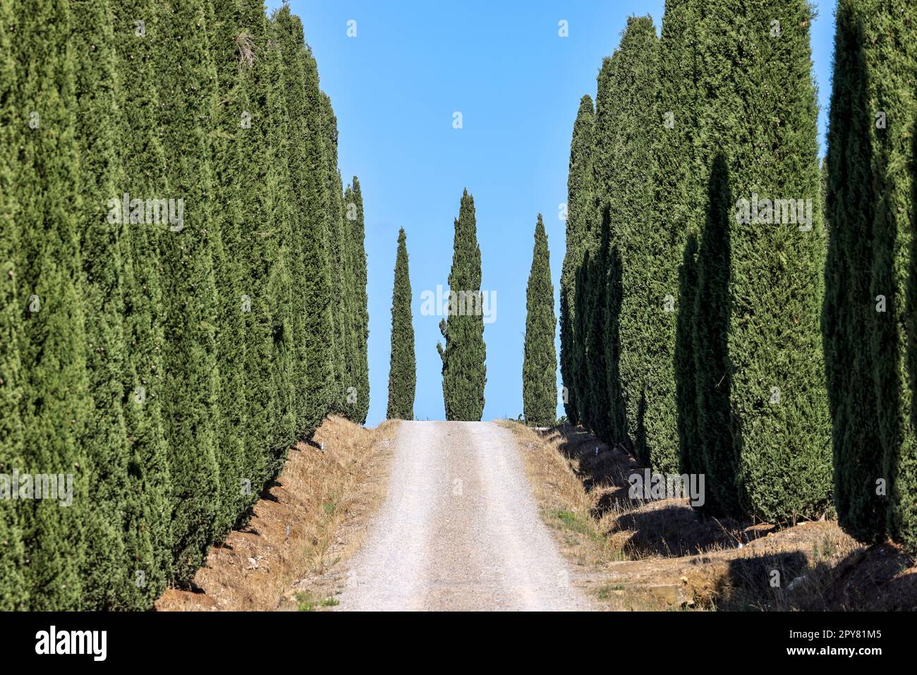 Alley of cypress trees in Tuscany Stock Photo - Alamy