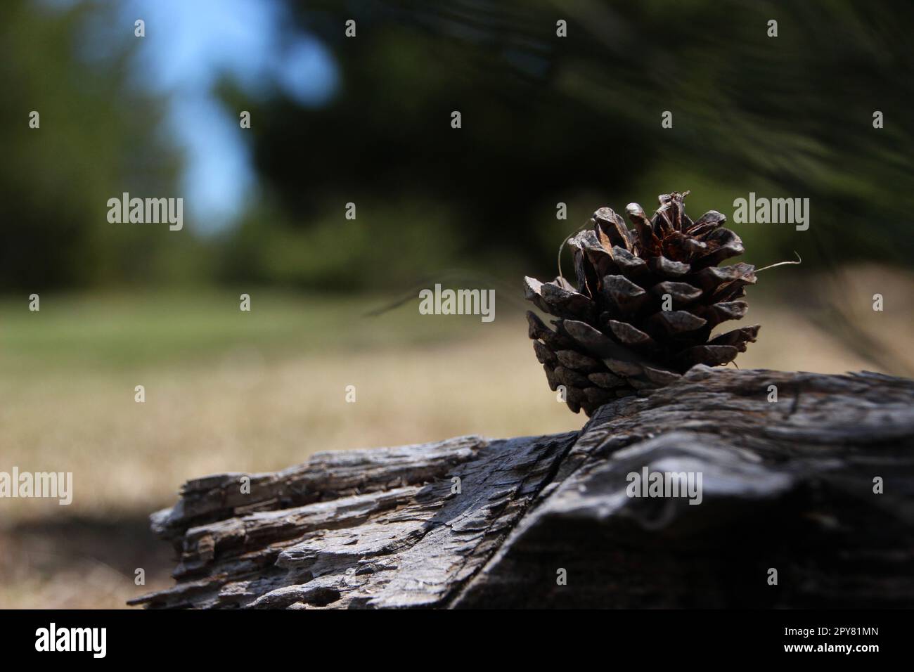 Old cone hi-res stock photography and images - Alamy