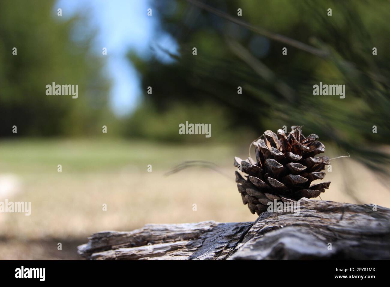 Cone of the tree hi-res stock photography and images - Alamy
