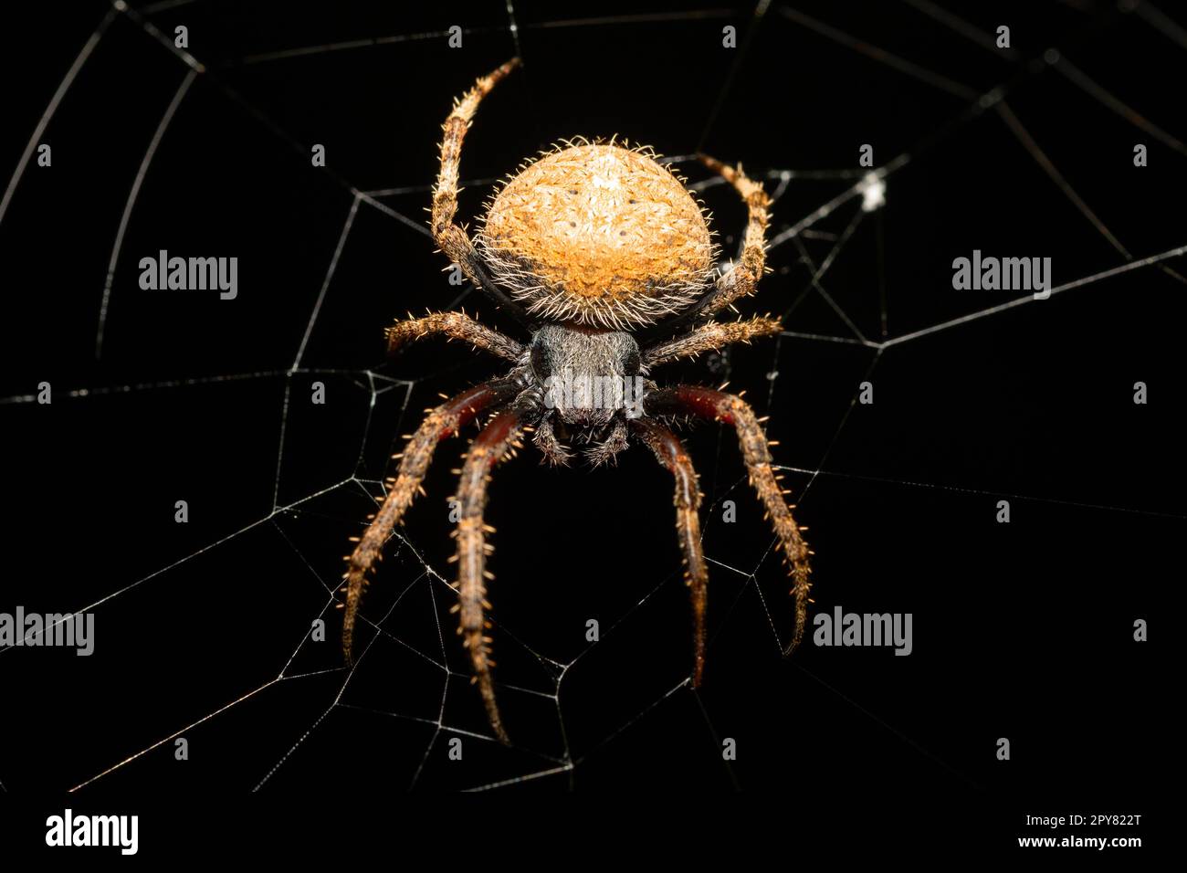 Spotted orb weaver spider on web, Neoscona triangula, Ambalavao ...