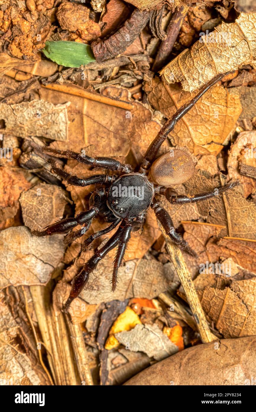 Ground spider, Gnaphosidae sp., Miandrivazo, Madagascar wildlife Stock ...