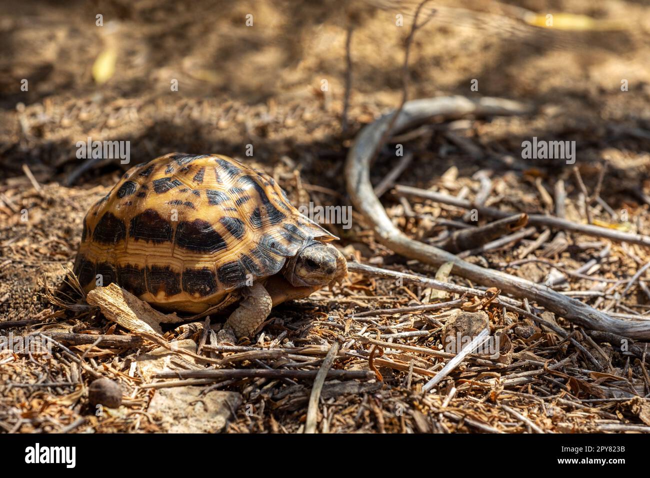 Spider tortoise, Pyxis arachnoides, Arboretum d'Antsokay, Madagascar ...