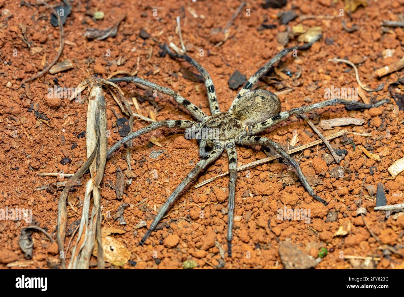 Wolf spider. Lycosidae sp, Ranohira Isalo, Madagascar wildlife Stock ...