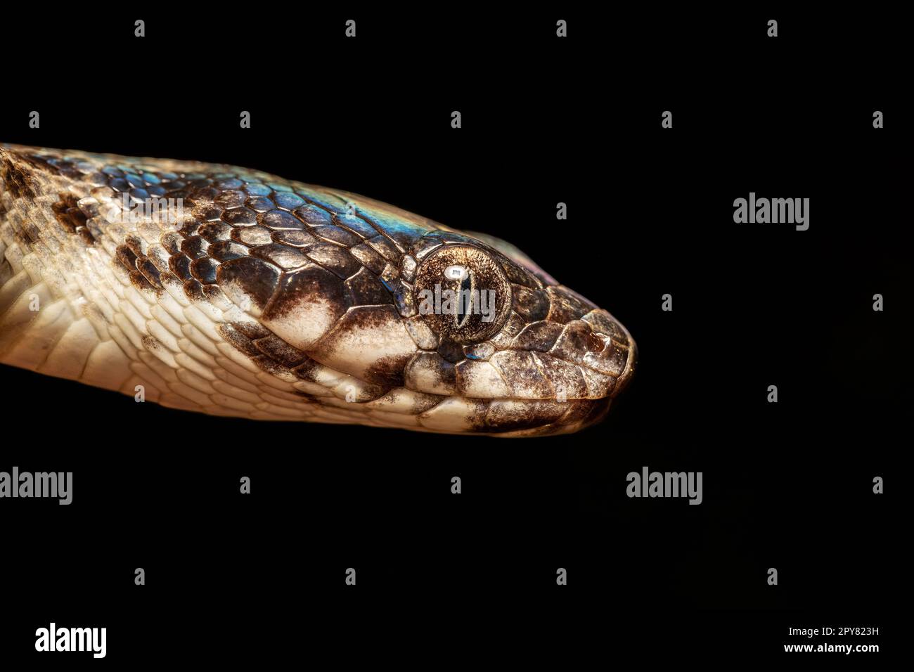 Malagasy Cat-eyed Snake, Madagascarophis colubrinus, Miandrivazo ...