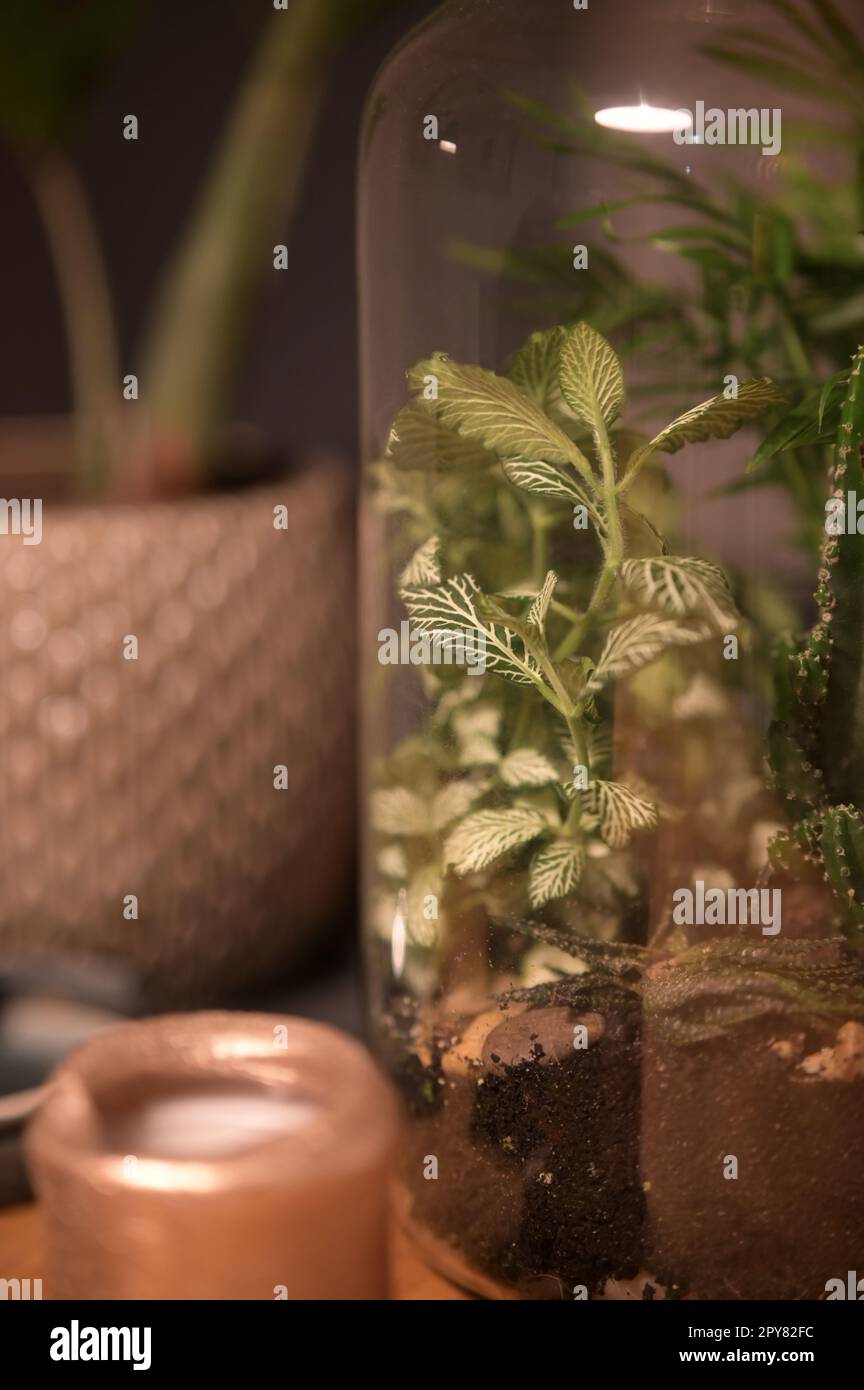 A glass jar with plants inside of it, in front of another glass ...