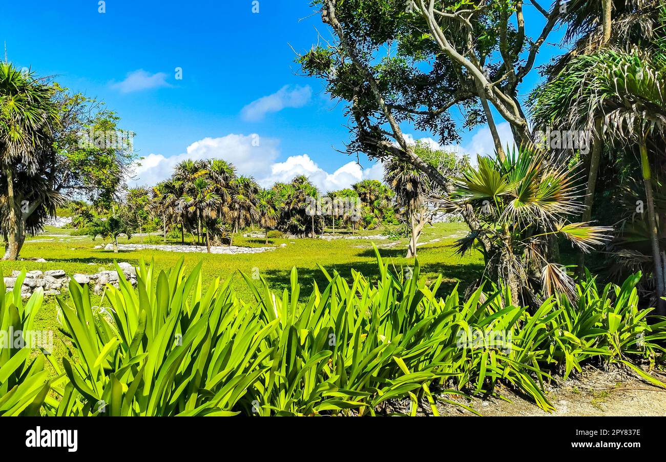 Tropical natural walking path palm trees Tulum Mayan ruins Mexico Stock ...