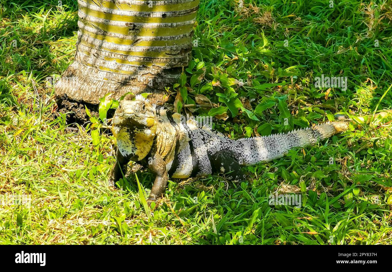 Iguana on grass Tulum ruins Mayan site temple pyramids Mexico Stock ...