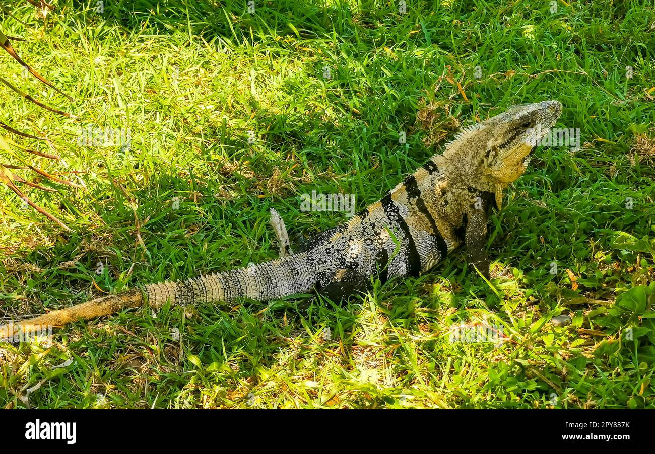 Iguana on grass Tulum ruins Mayan site temple pyramids Mexico Stock ...