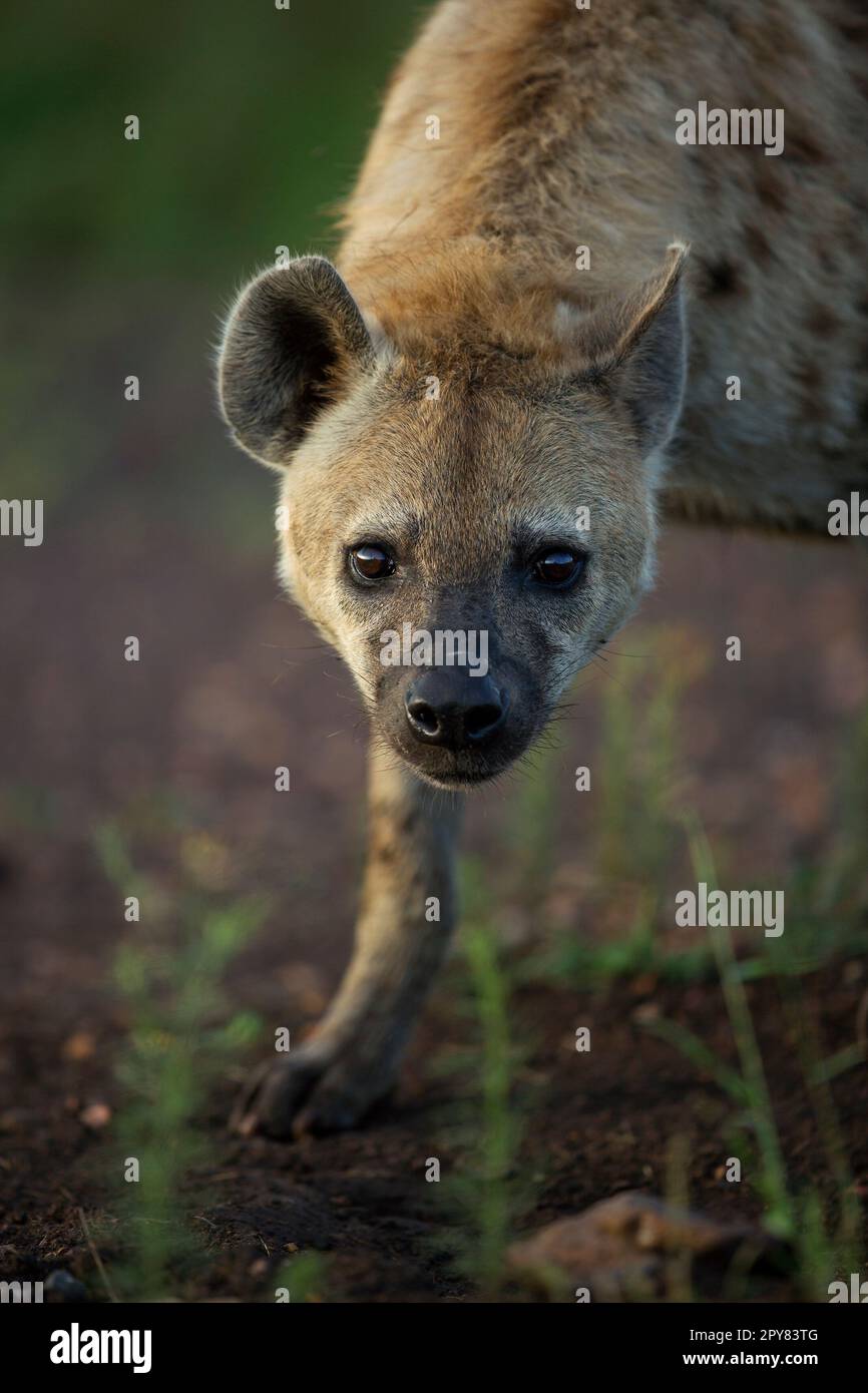 STUNNING images of wildlife from all the corners of the world staring ...