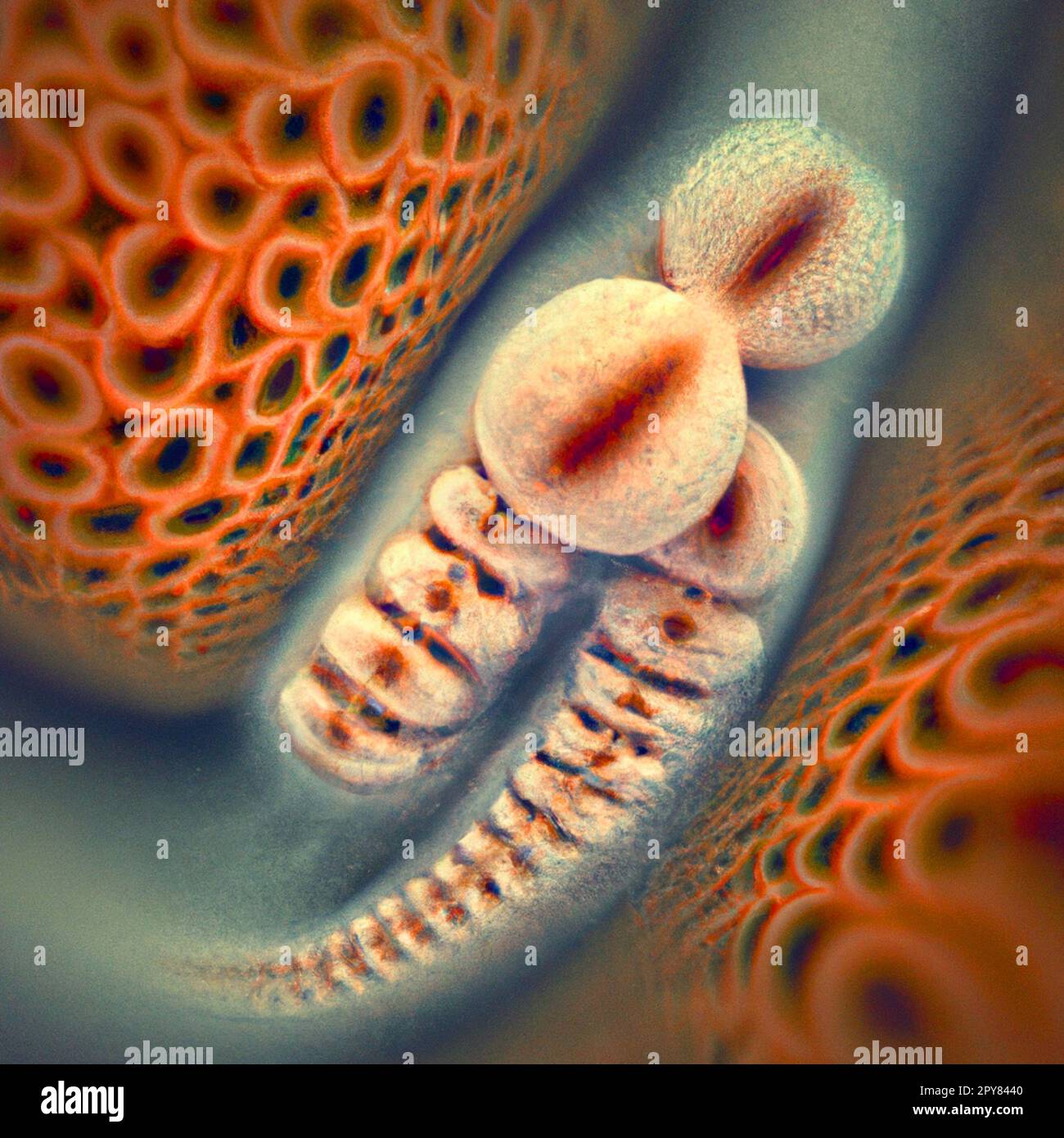 Toxocara canis second stage larvae hatch from eggs Stock Photo - Alamy