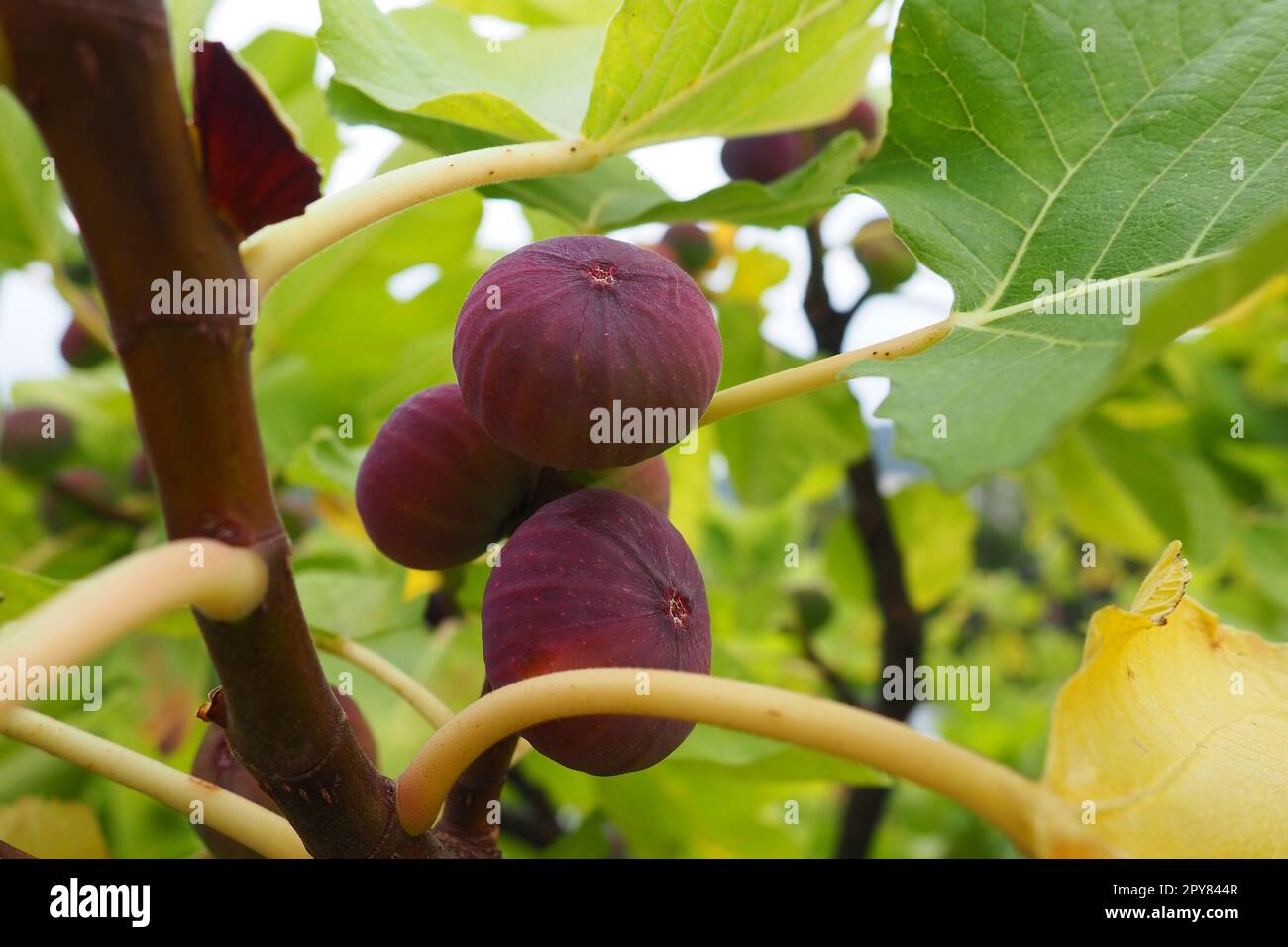 Fig, or fig tree, or common fig tree Ficus carica is a subtropical ...