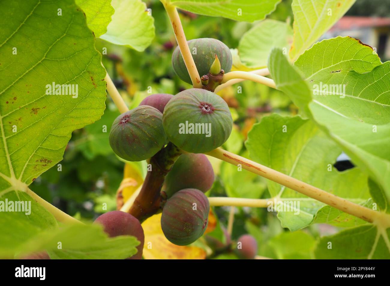 Fig, or fig tree, or common fig tree Ficus carica is a subtropical ...