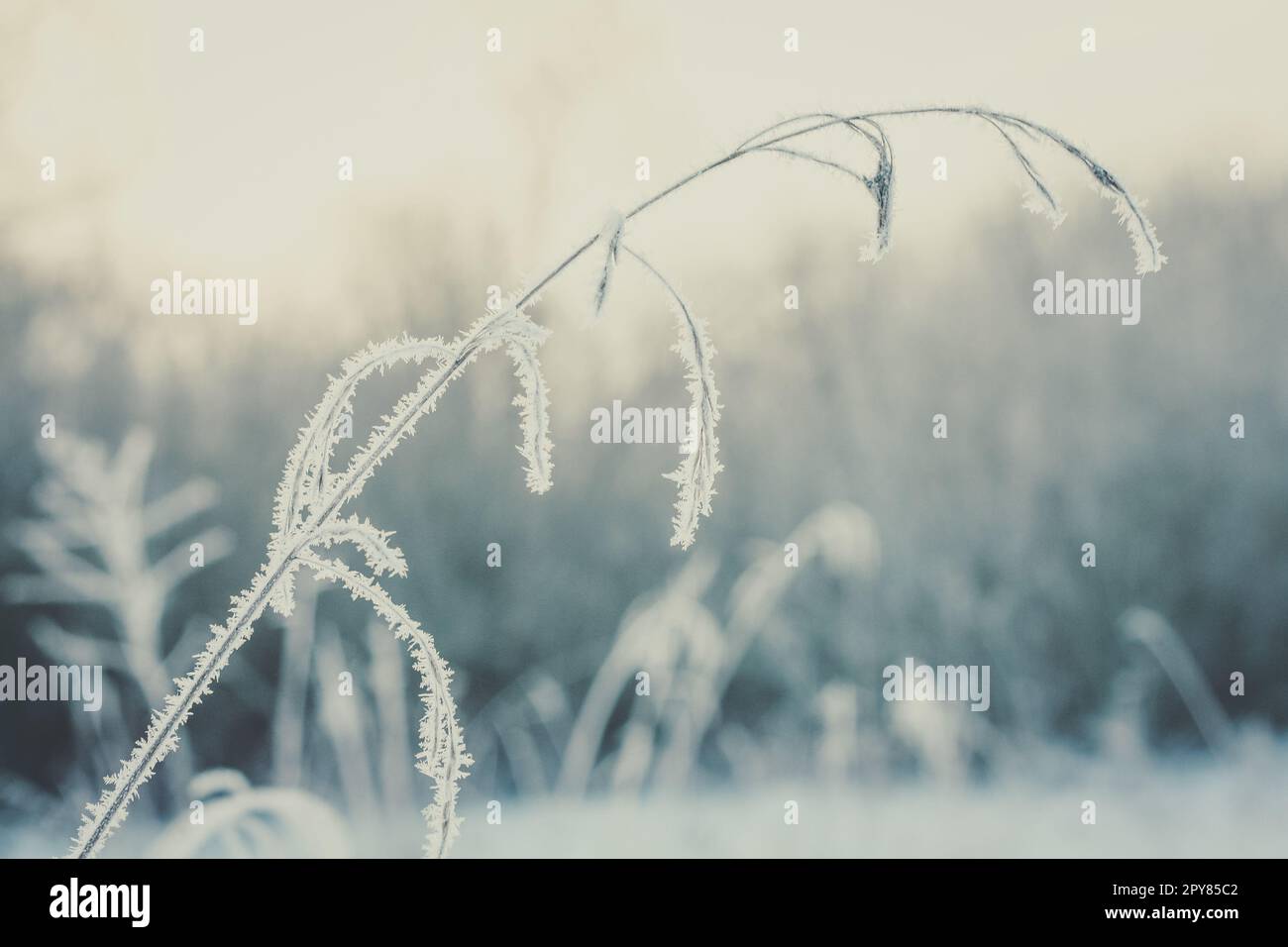 Drooping plant hi-res stock photography and images - Alamy