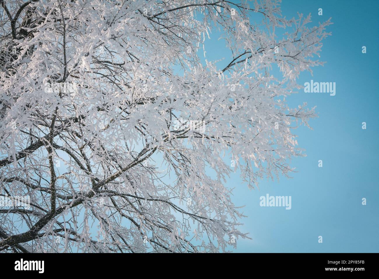 Close up snow capped tree with blue sky behind concept photo Stock ...
