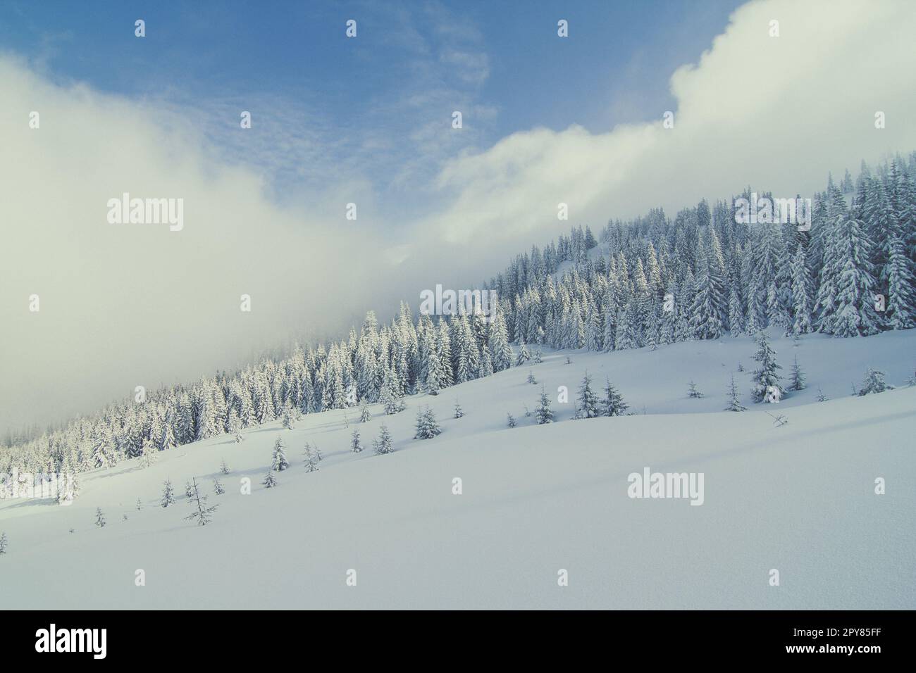 Snowy pine trees on mountain slope landscape photo Stock Photo - Alamy