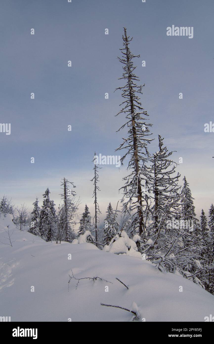 Skinny pine tree surrounded by winter forest landscape photo Stock ...