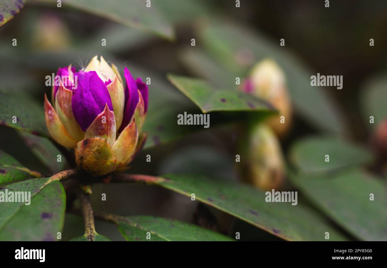 Beautiful nature of England Stock Photo - Alamy