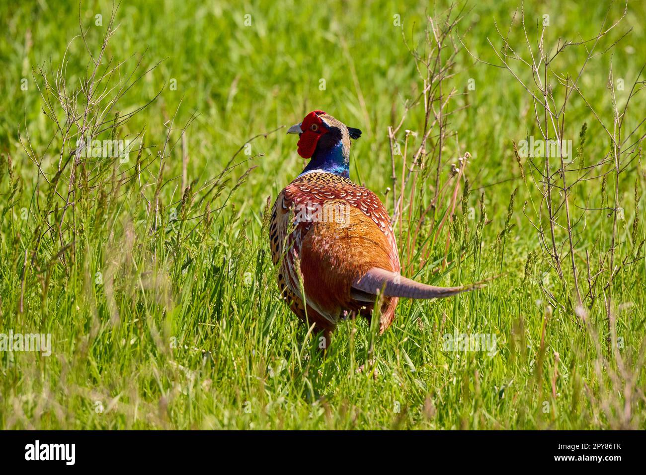 Colorful pheasant male in the wheat field, in the mating season Stock ...