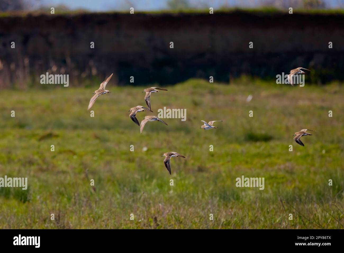 Charadriiformes (Scolopacidae) Calidris canutus species in flight Stock ...