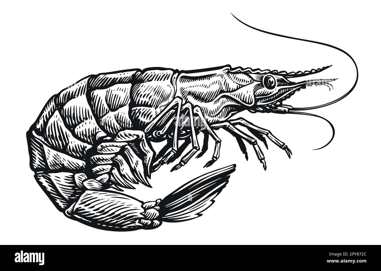 Raw black tiger shrimp on white background. Whole prawn, seafood vector ...