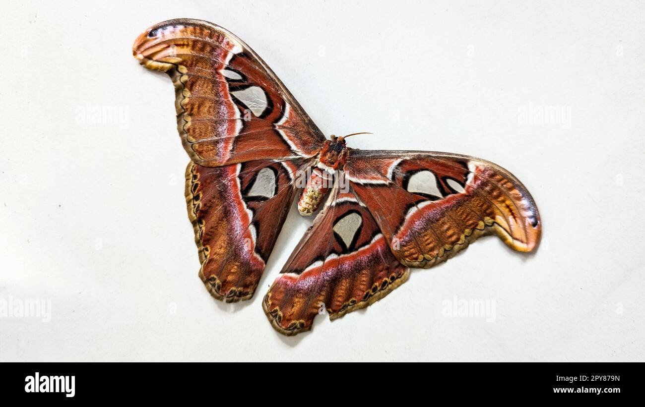 closeup shot of an adult beautiful atlas moth insect specimen, the ...