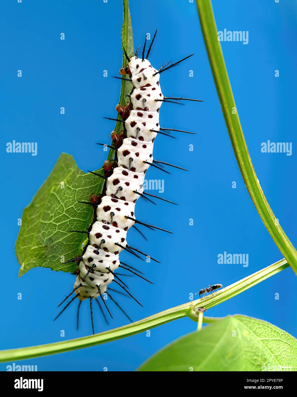 Nature big and small Stock Photo - Alamy