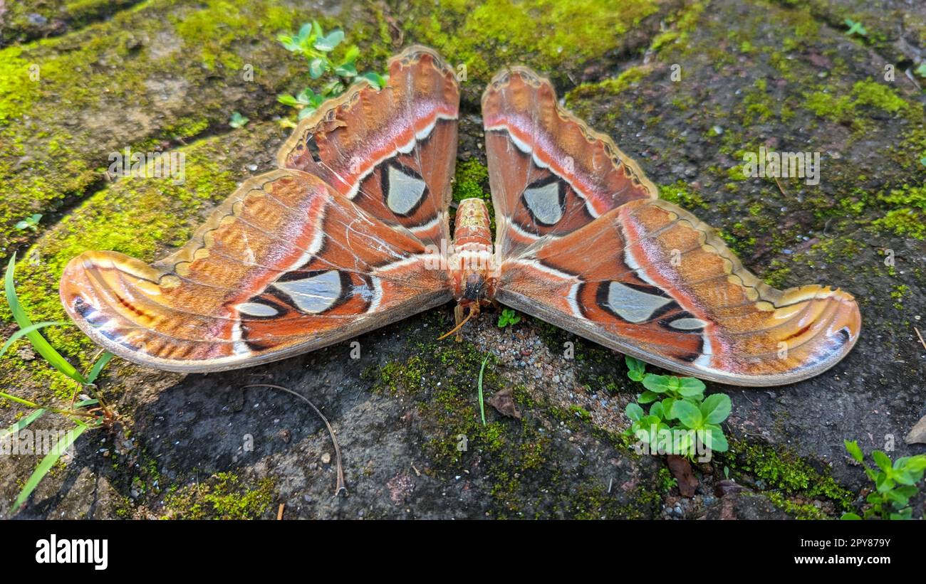 an adult brown atlas moth insect, the largest moth species, spreading ...
