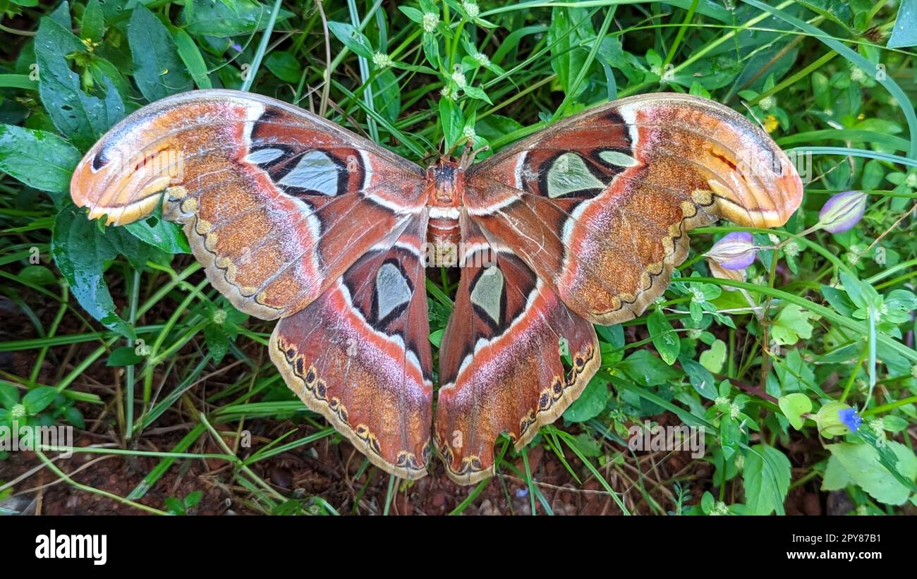 an adult brown atlas moth insect, the largest moth species, spreading ...