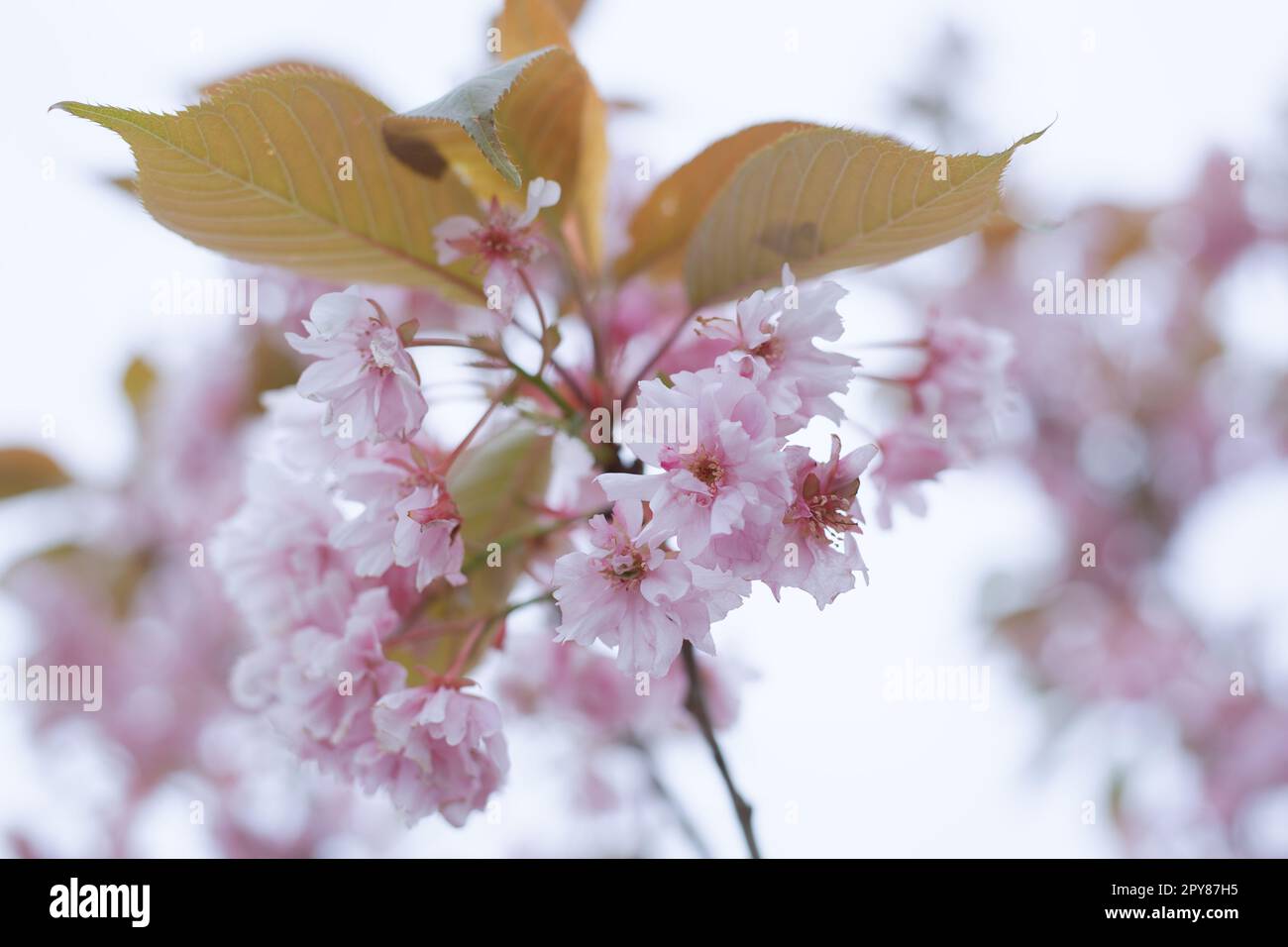Beautiful nature of England Stock Photo - Alamy