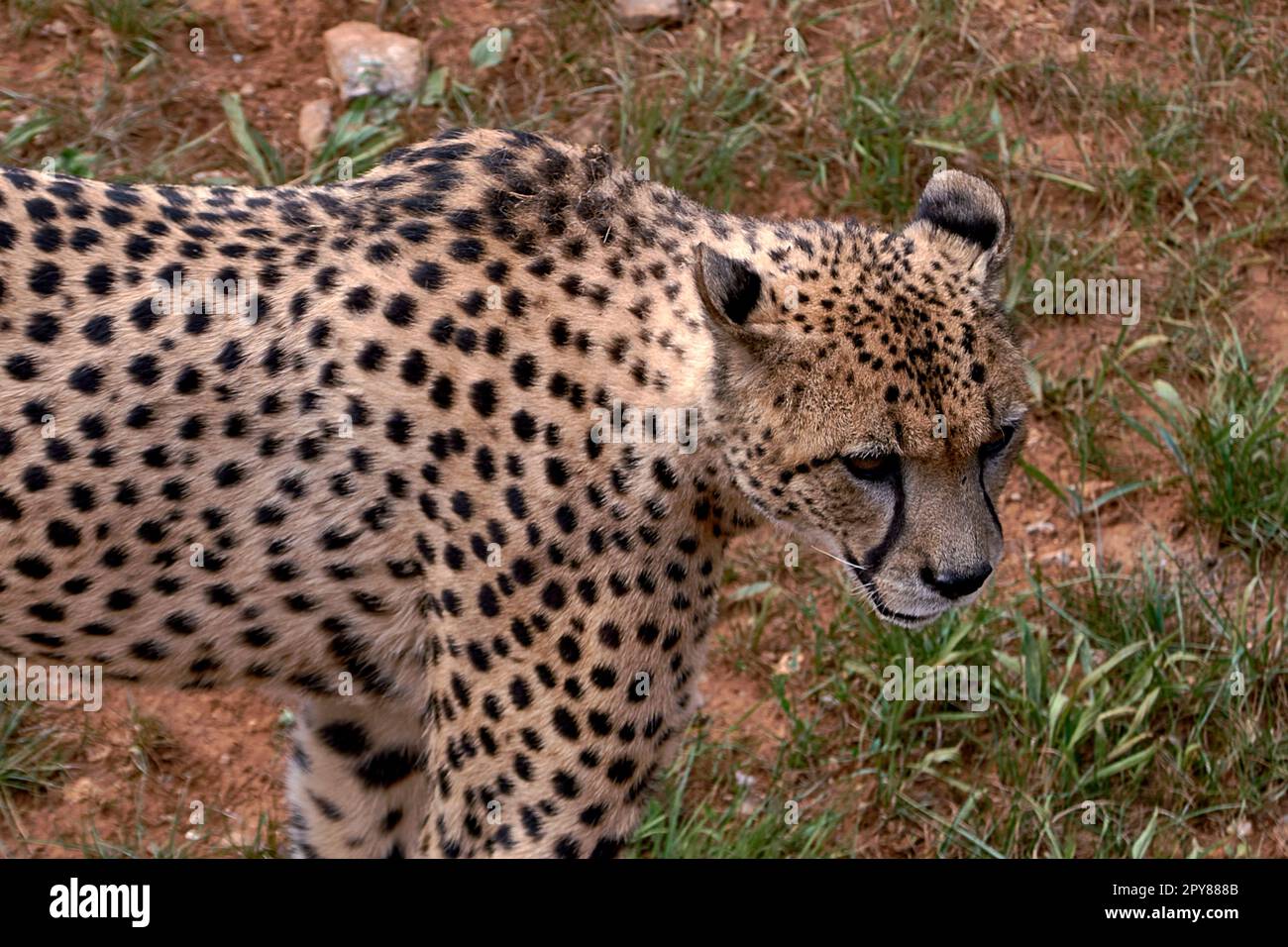 Detail of a geopard's quart and head Stock Photo - Alamy