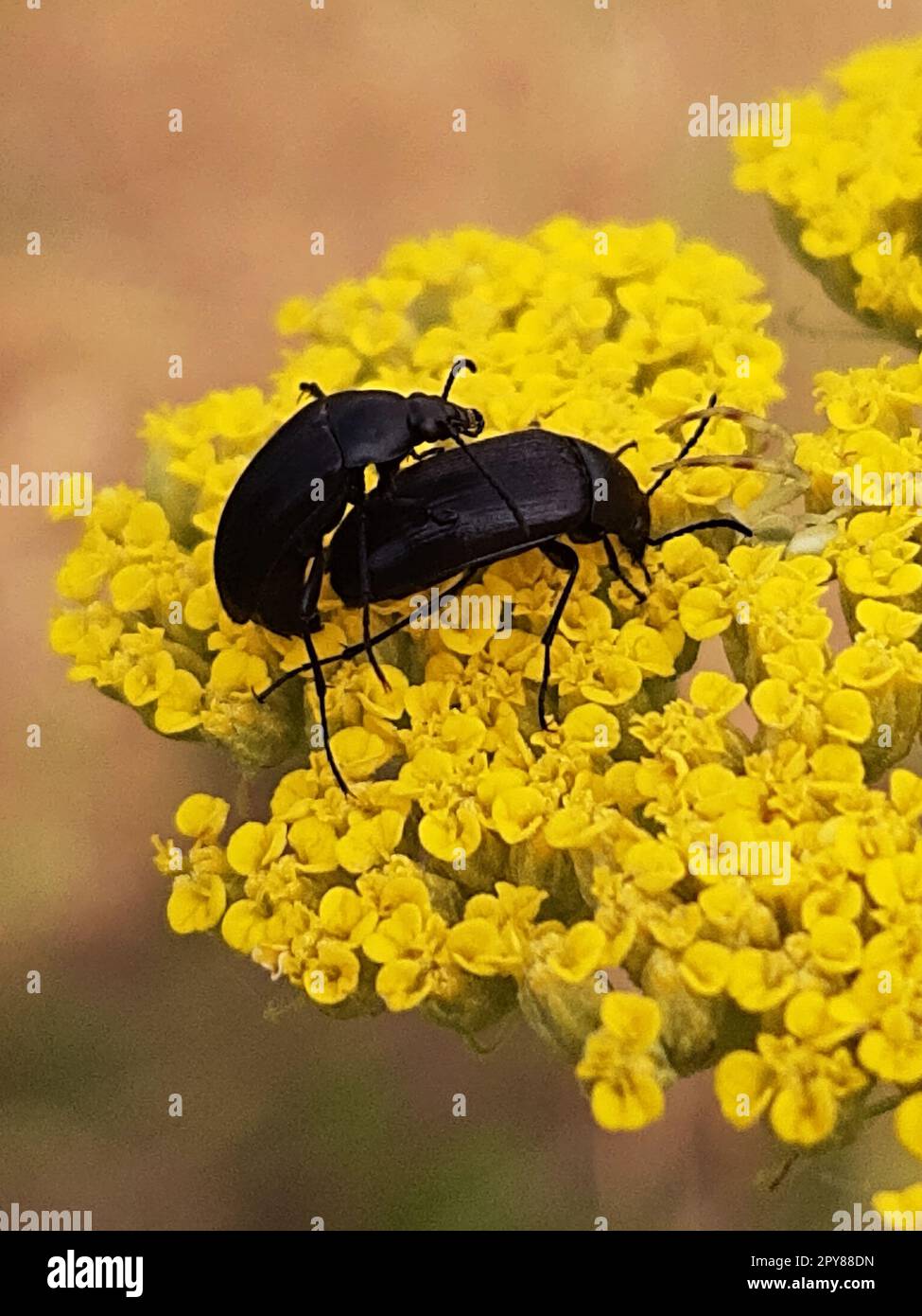 Steppe slow beetle on a yellow flower breeds Stock Photo - Alamy