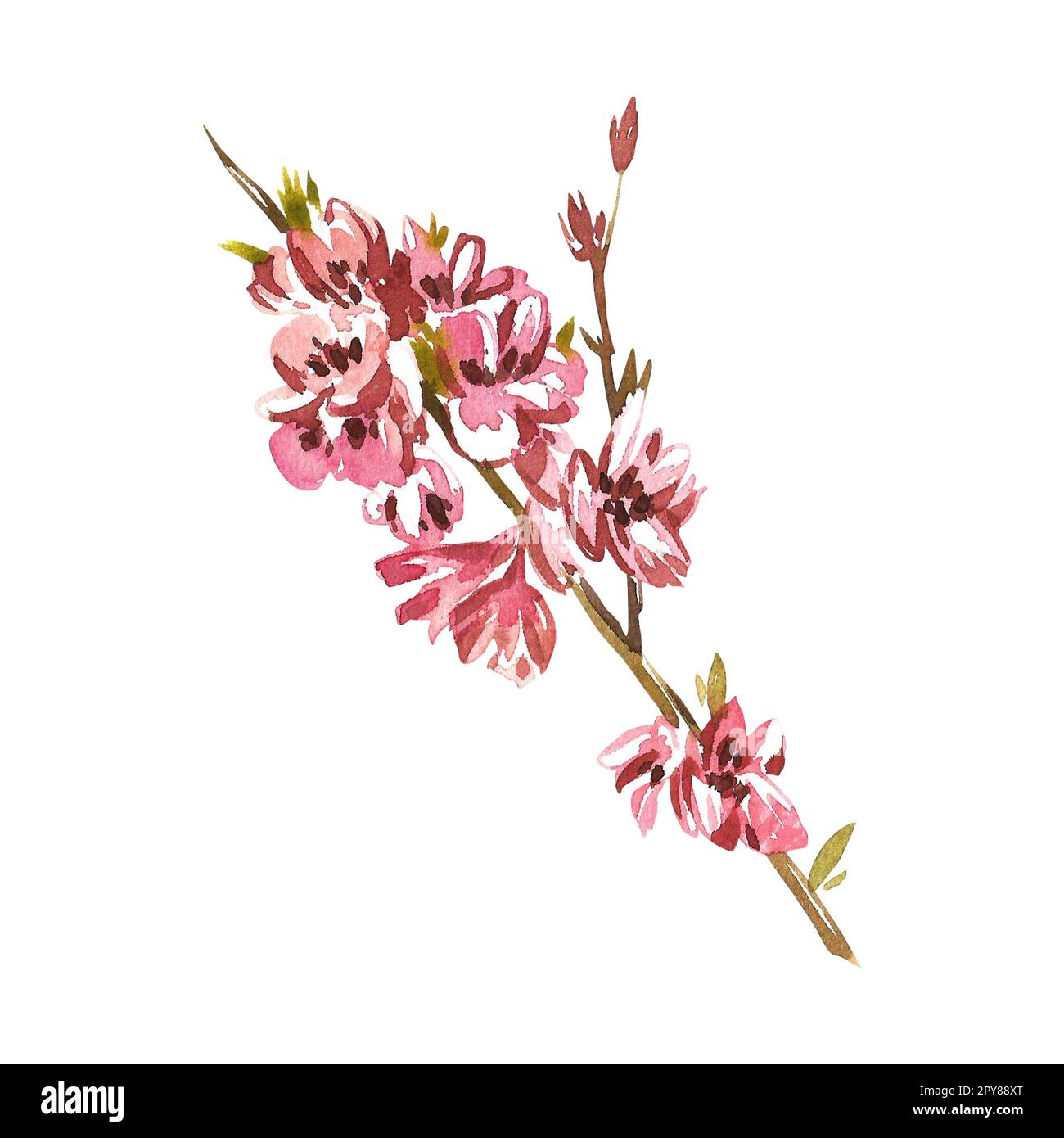 Blooming branch pink spring flowers isolated on white background ...