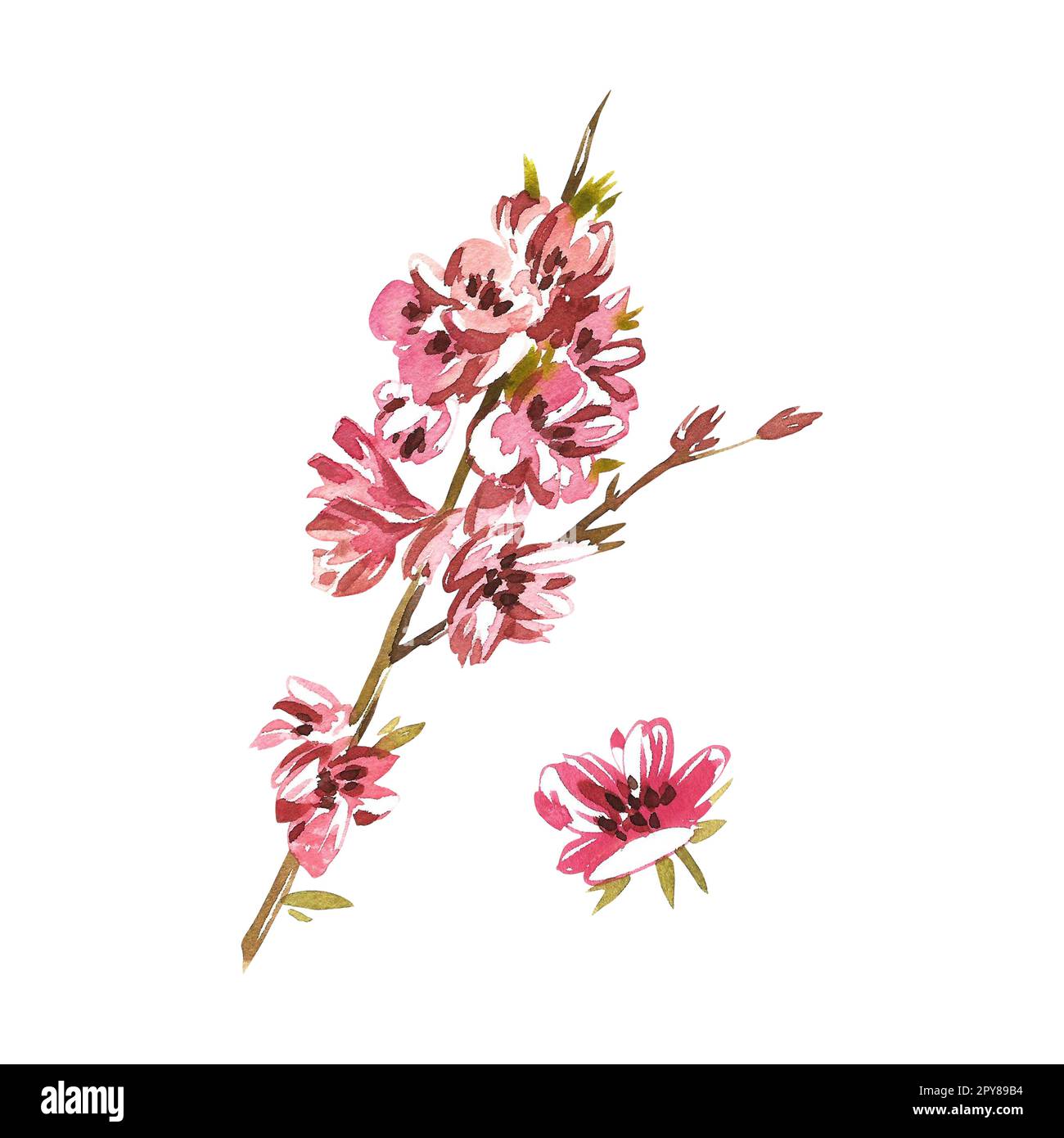 Blooming branch pink spring flowers isolated on white background ...