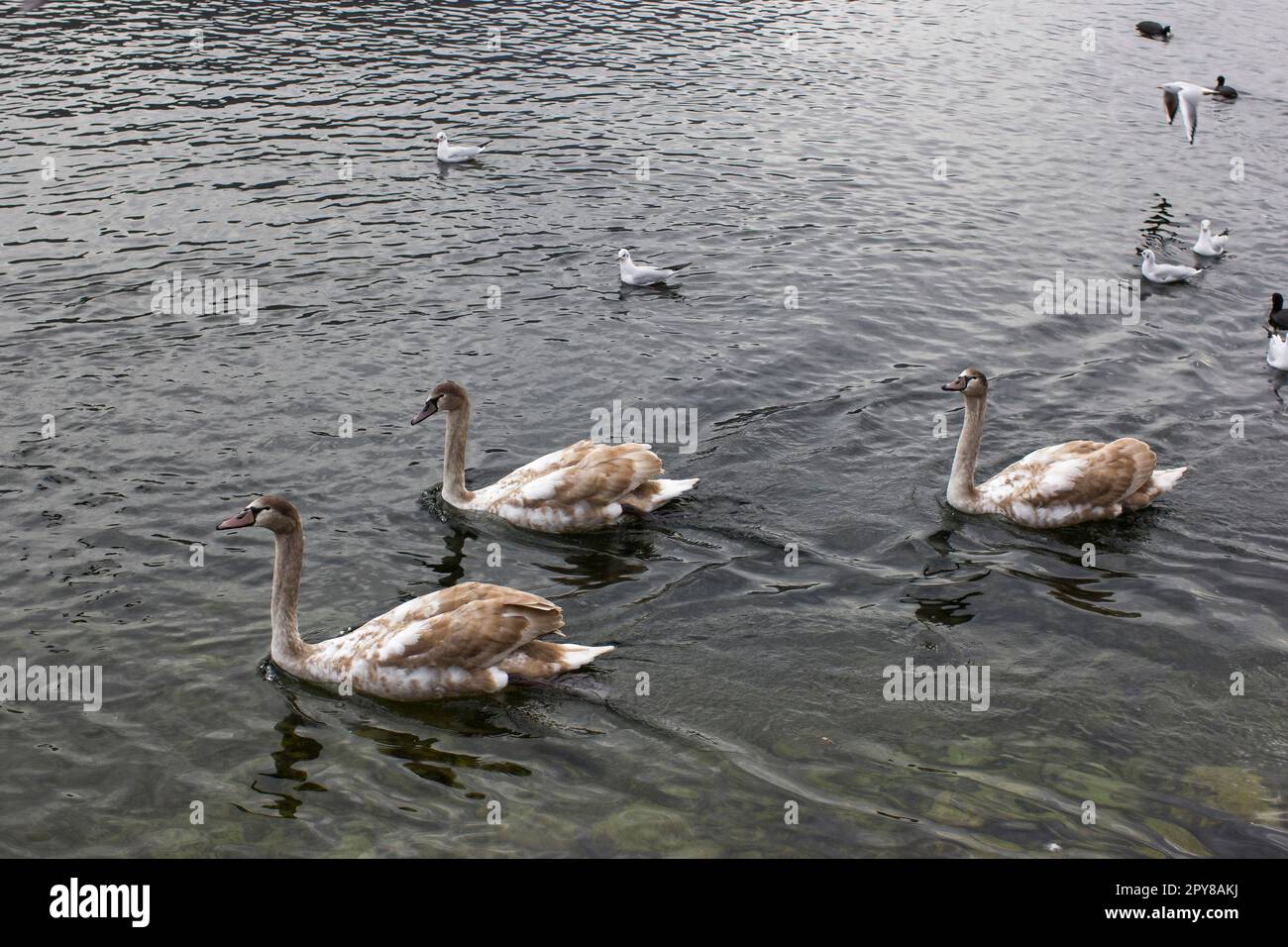 Birds of austria hi-res stock photography and images - Alamy